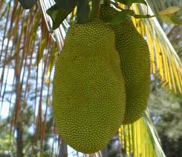 Jamaican Jackfruit
